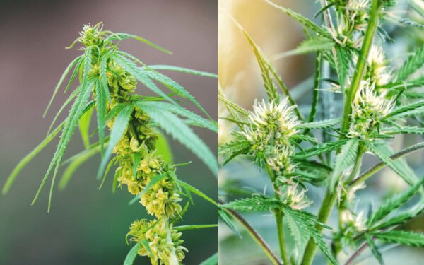 Pianta marijuana maschio o femmina, come distinguerle? - BSF Seeds IT