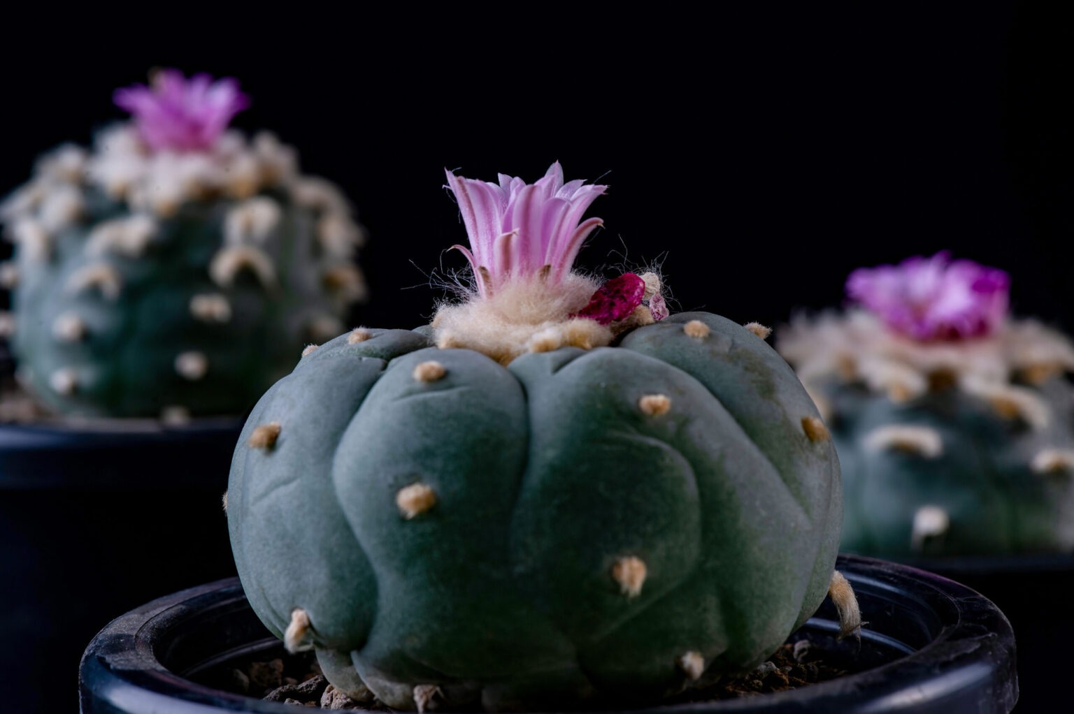What is peyote and what effects does it have? - BSF Seeds UK