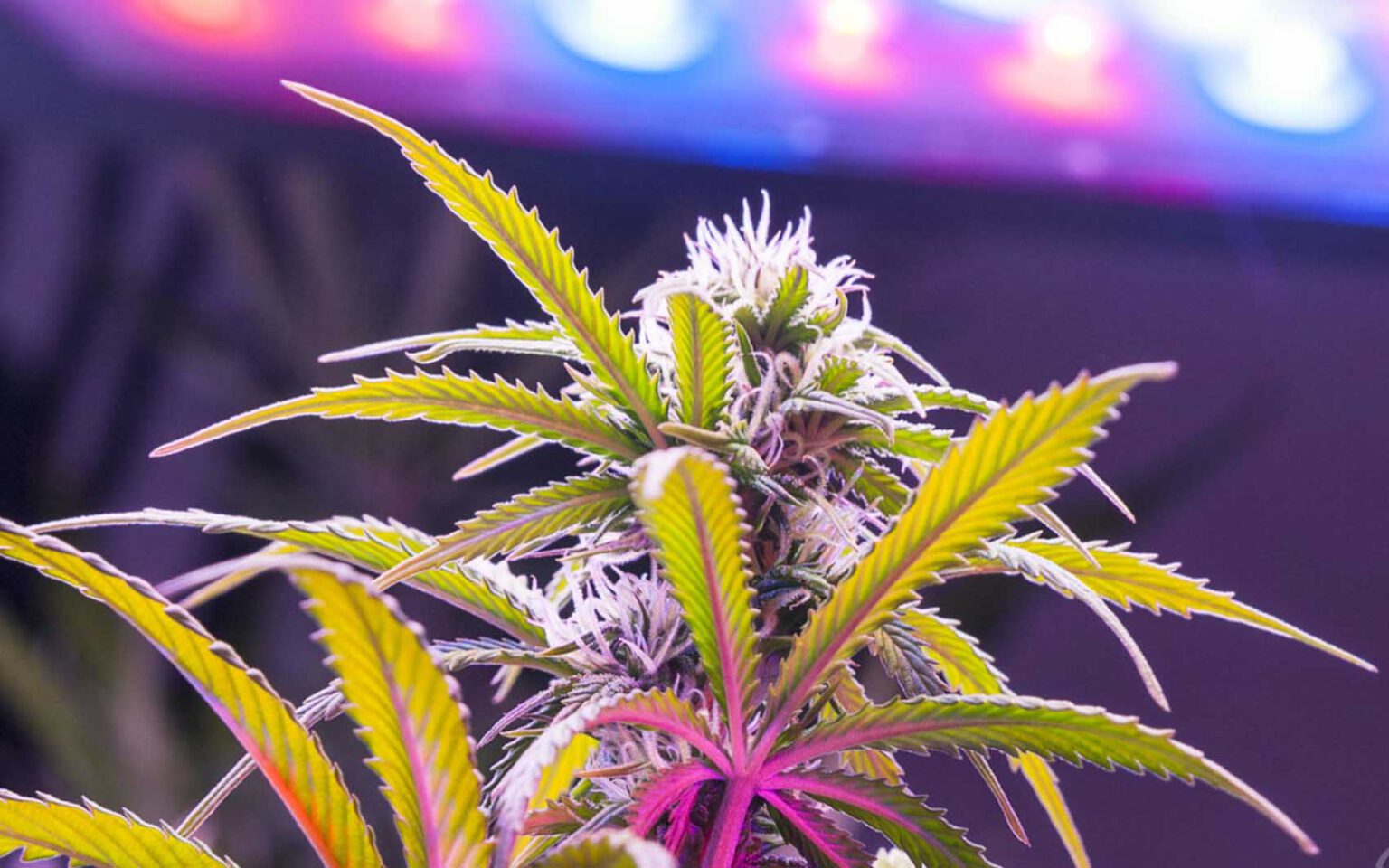Characteristics and tips of growing marijuana led - BSF Seeds UK